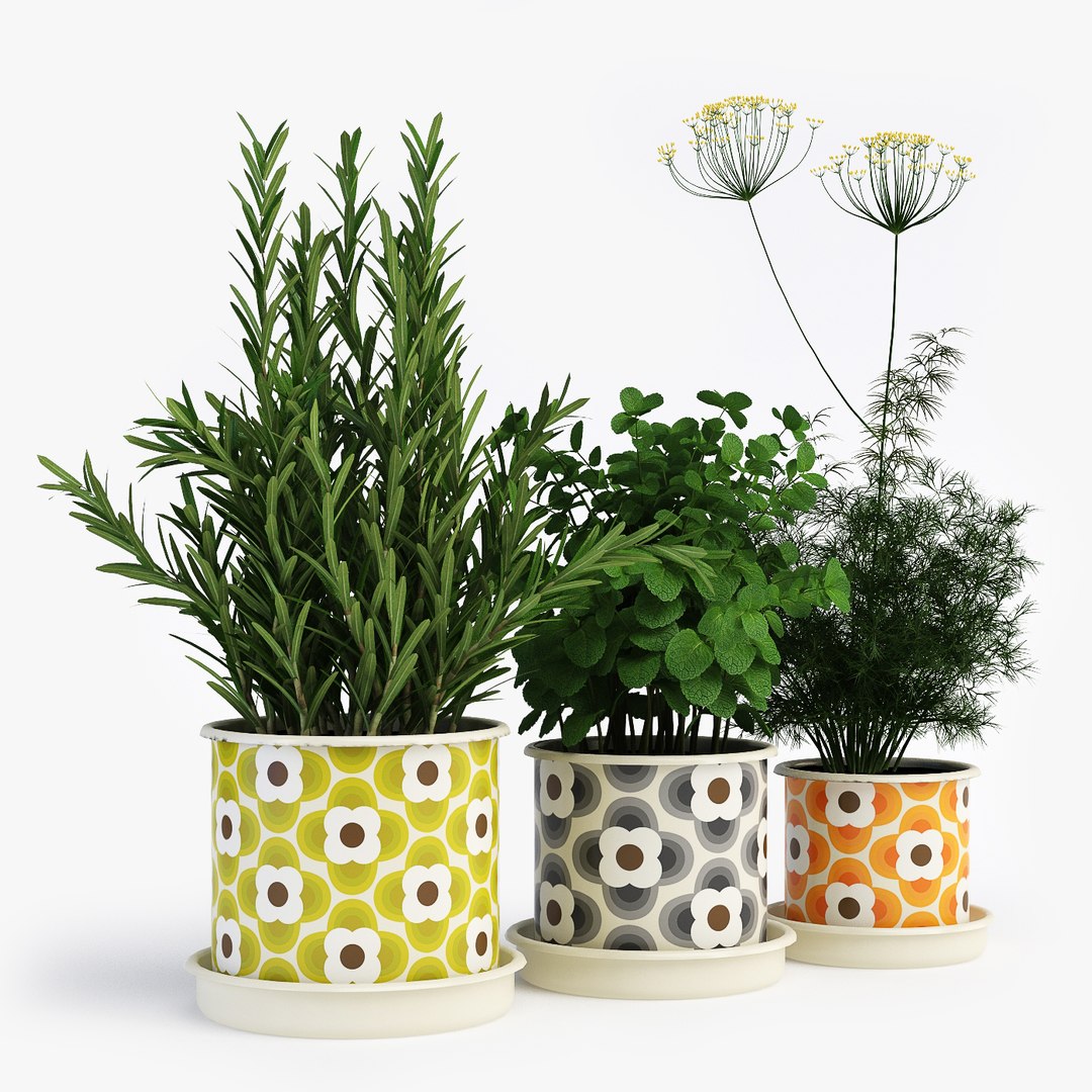 Orla Kiely Pot Plant 3d Obj