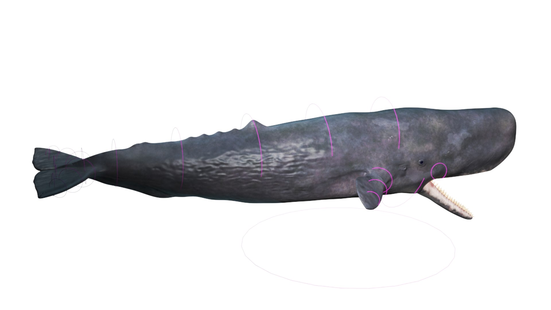 Cachalot Rigged for Maya 3D model - TurboSquid 2146594