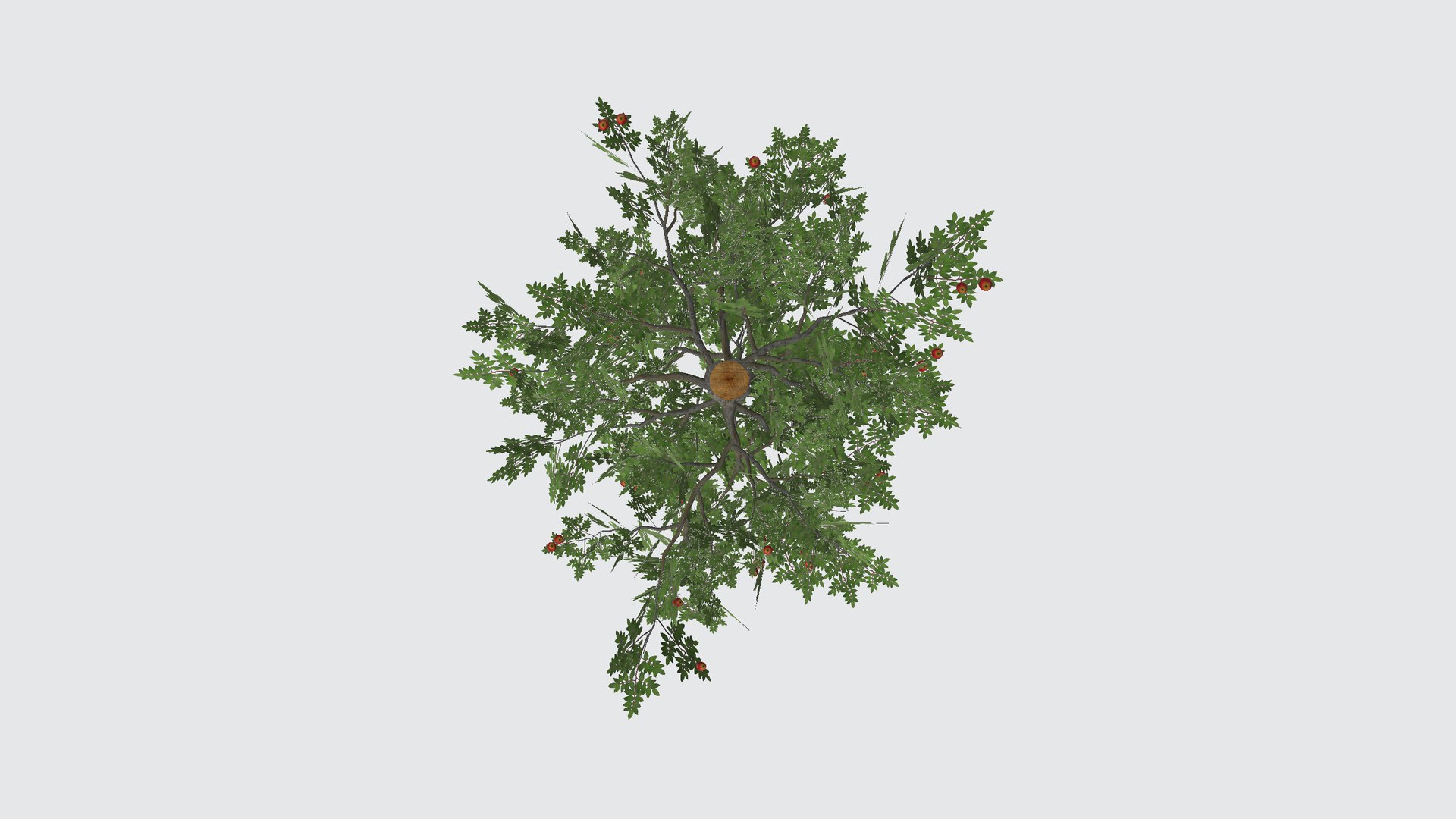 3D Model Apple Tree - TurboSquid 1241834
