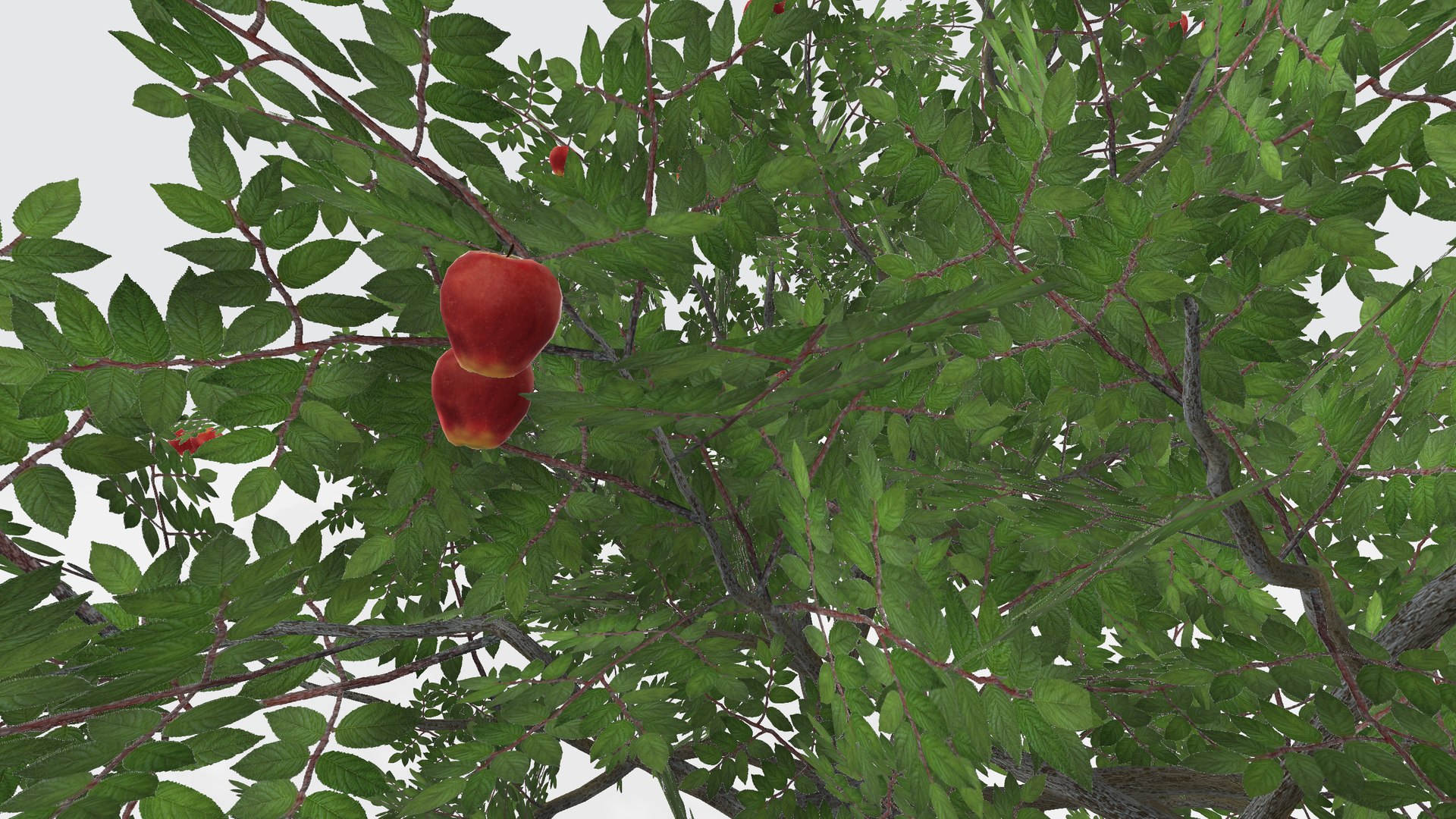 3D Model Apple Tree - TurboSquid 1241834