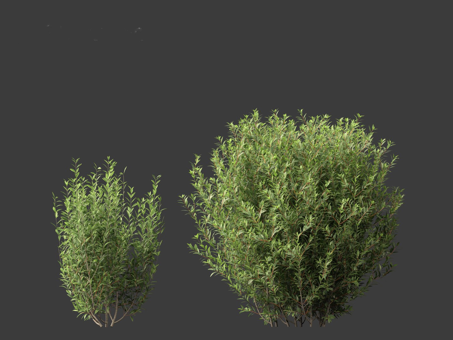 Ligustrum Vulgare - European Privet 01 3D Model - TurboSquid 2137718
