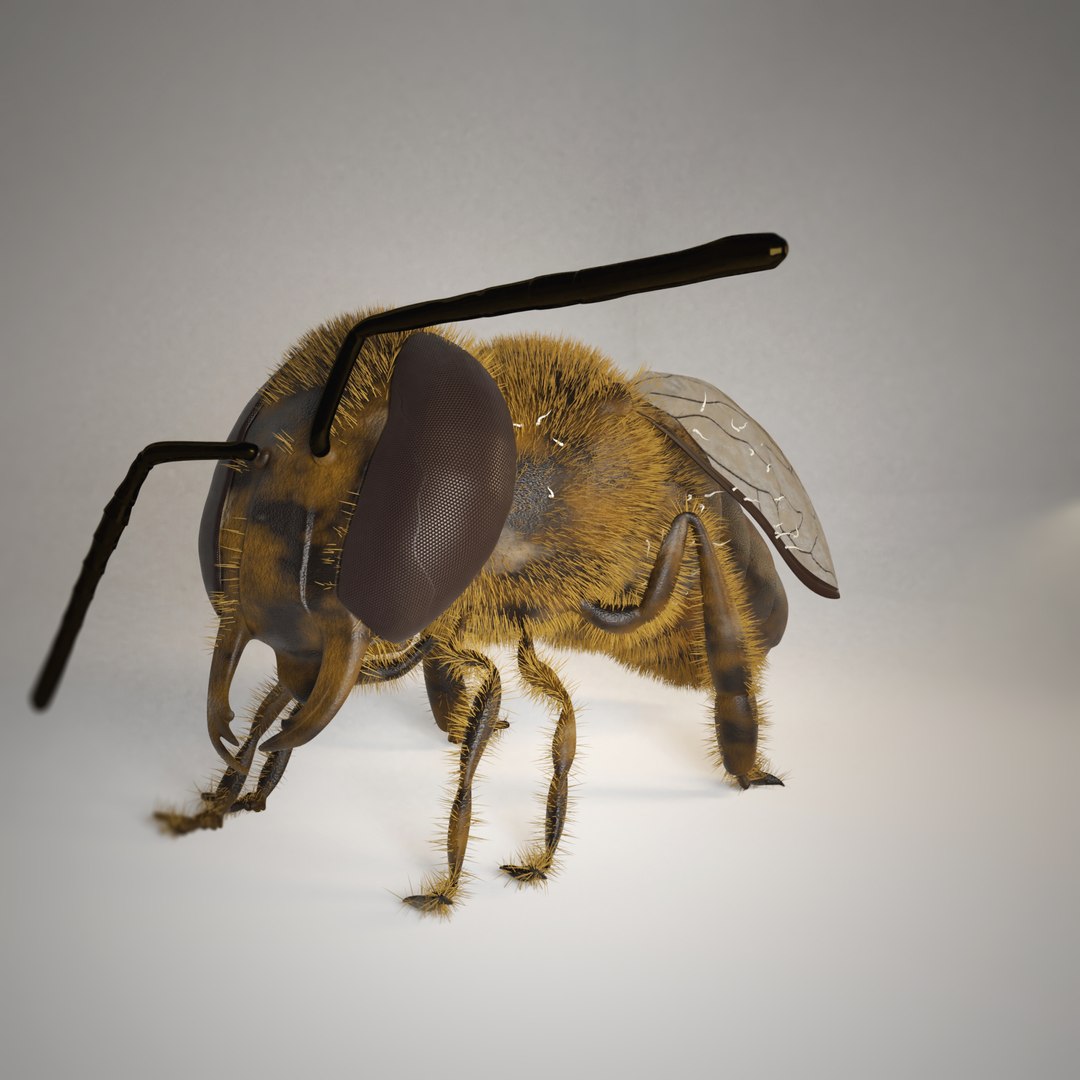 3D Bee Insect Model - TurboSquid 1548505