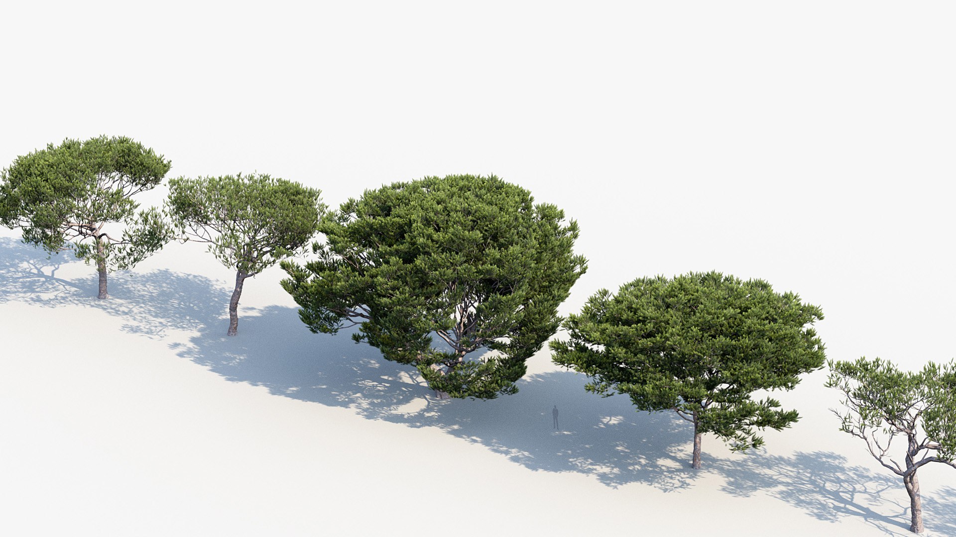 Pinus Pinea Stone Pine 3D - TurboSquid 2048871