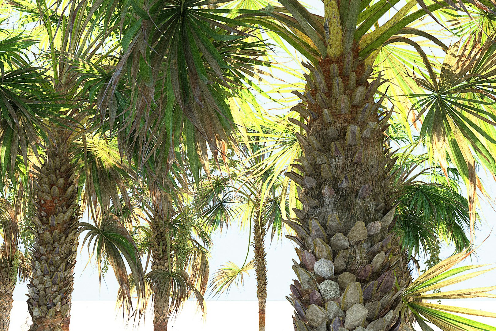 China Palm Pack 10 3D Model - TurboSquid 1359244