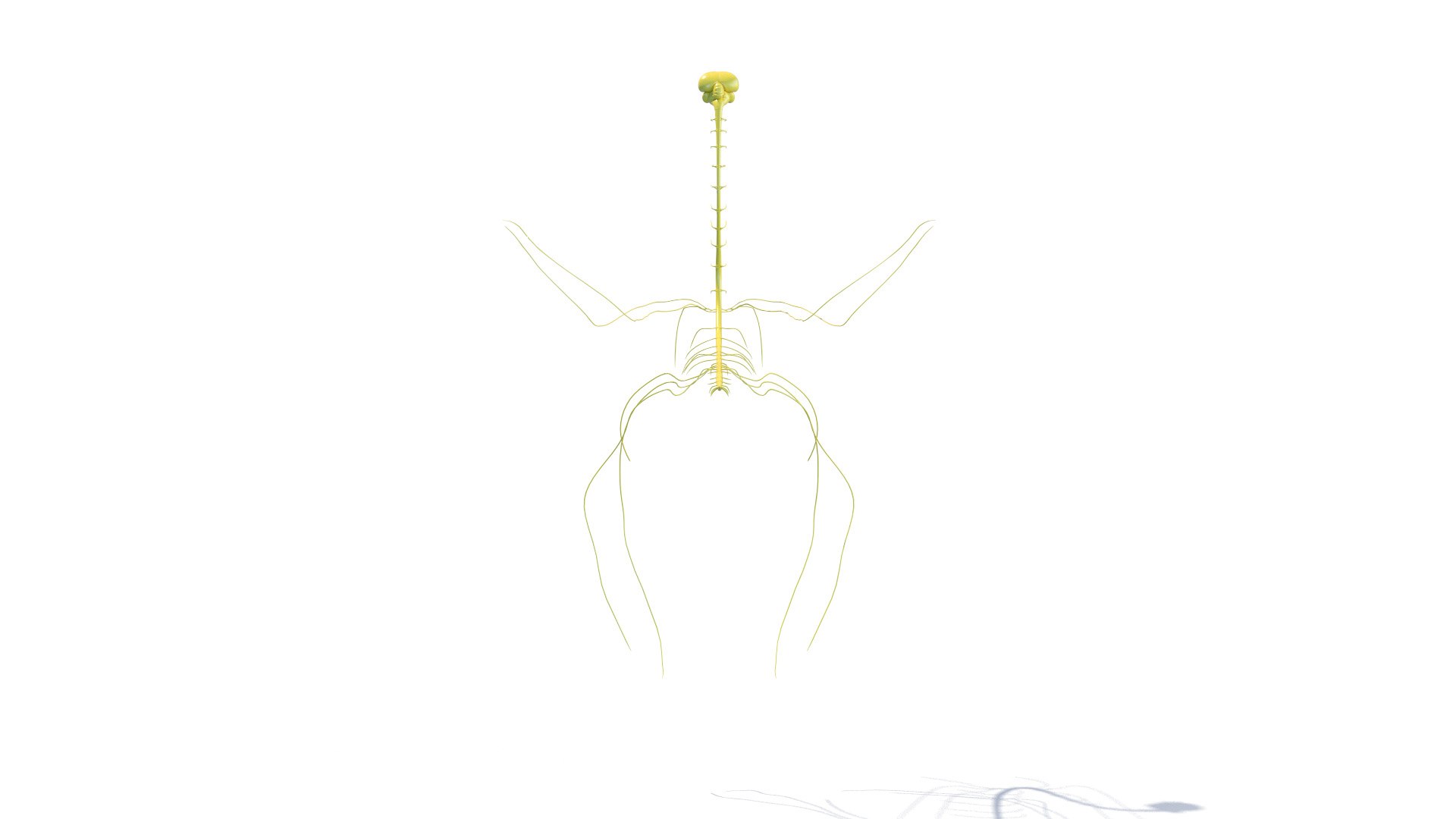 3D Chicken Body Skeleton and Nerves Static model - TurboSquid 1910899