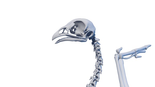 modelo 3d Esqueleto de cuerpo de pollo y nervios estáticos - TurboSquid ...
