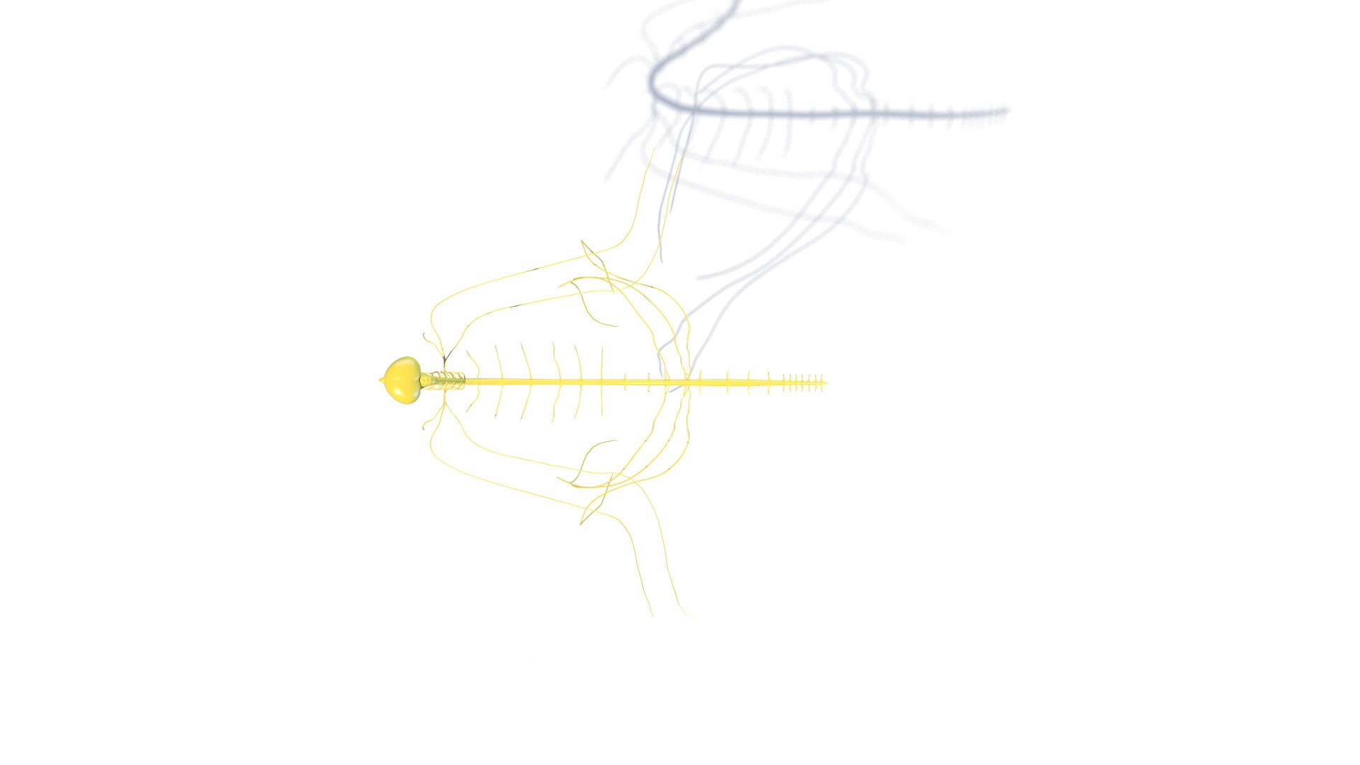 3D Chicken Body Skeleton and Nerves Static model - TurboSquid 1910899