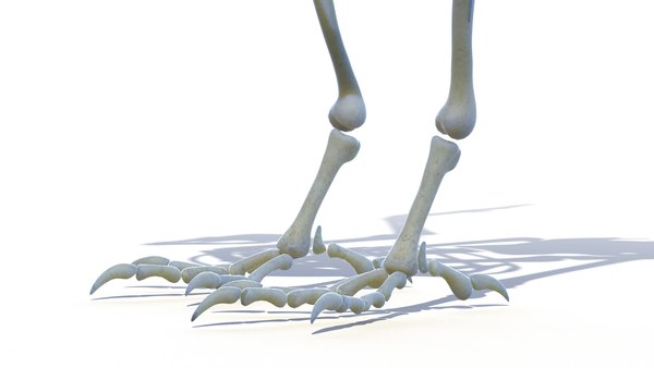 modelo 3d Esqueleto de cuerpo de pollo y nervios estáticos - TurboSquid ...
