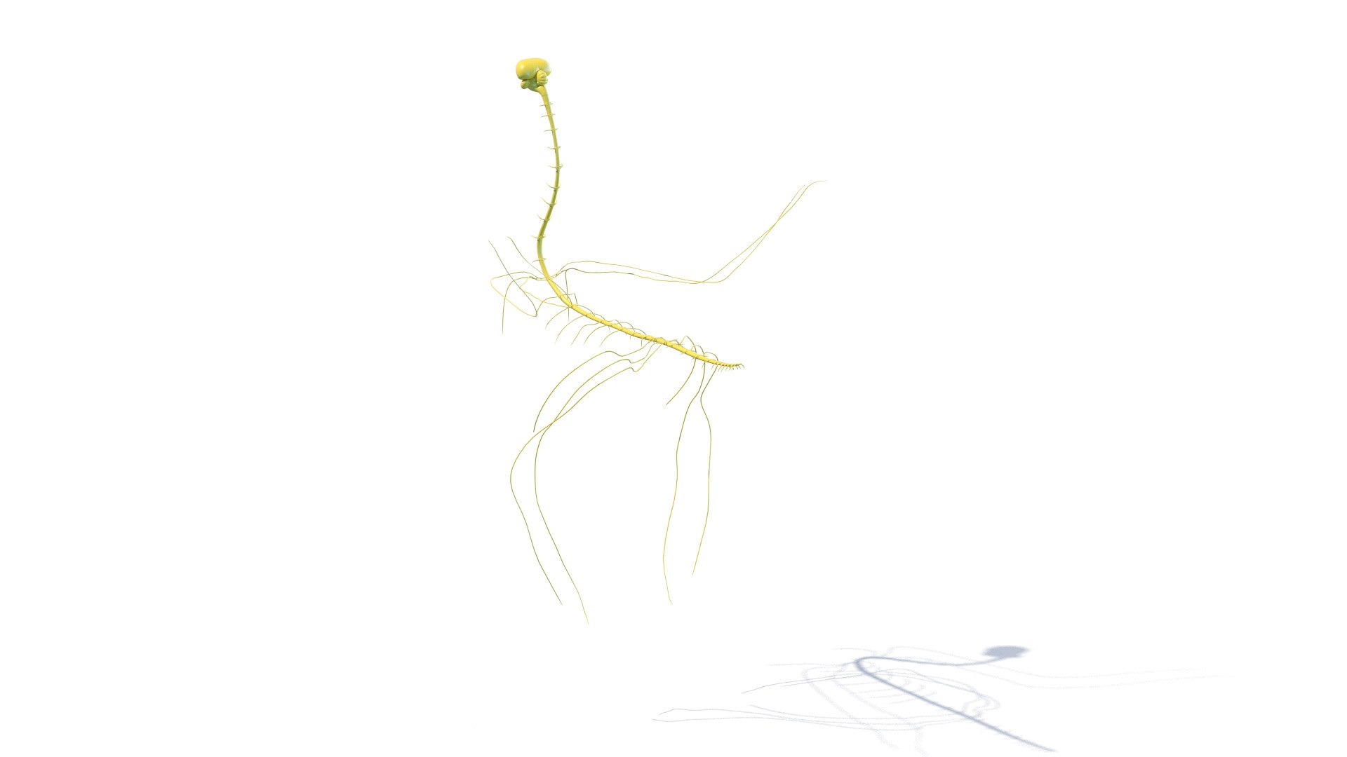 3D Chicken Body Skeleton and Nerves Static model - TurboSquid 1910899