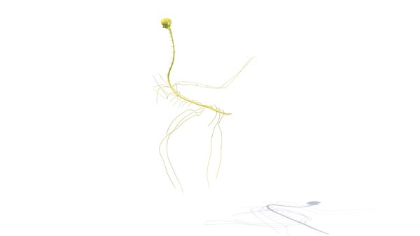 modelo 3d Esqueleto de cuerpo de pollo y nervios estáticos - TurboSquid ...