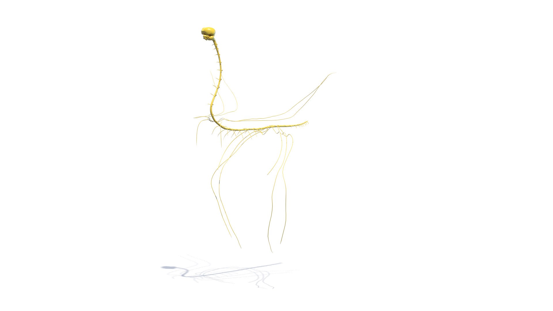 3D Chicken Body Skeleton and Nerves Static model - TurboSquid 1910899