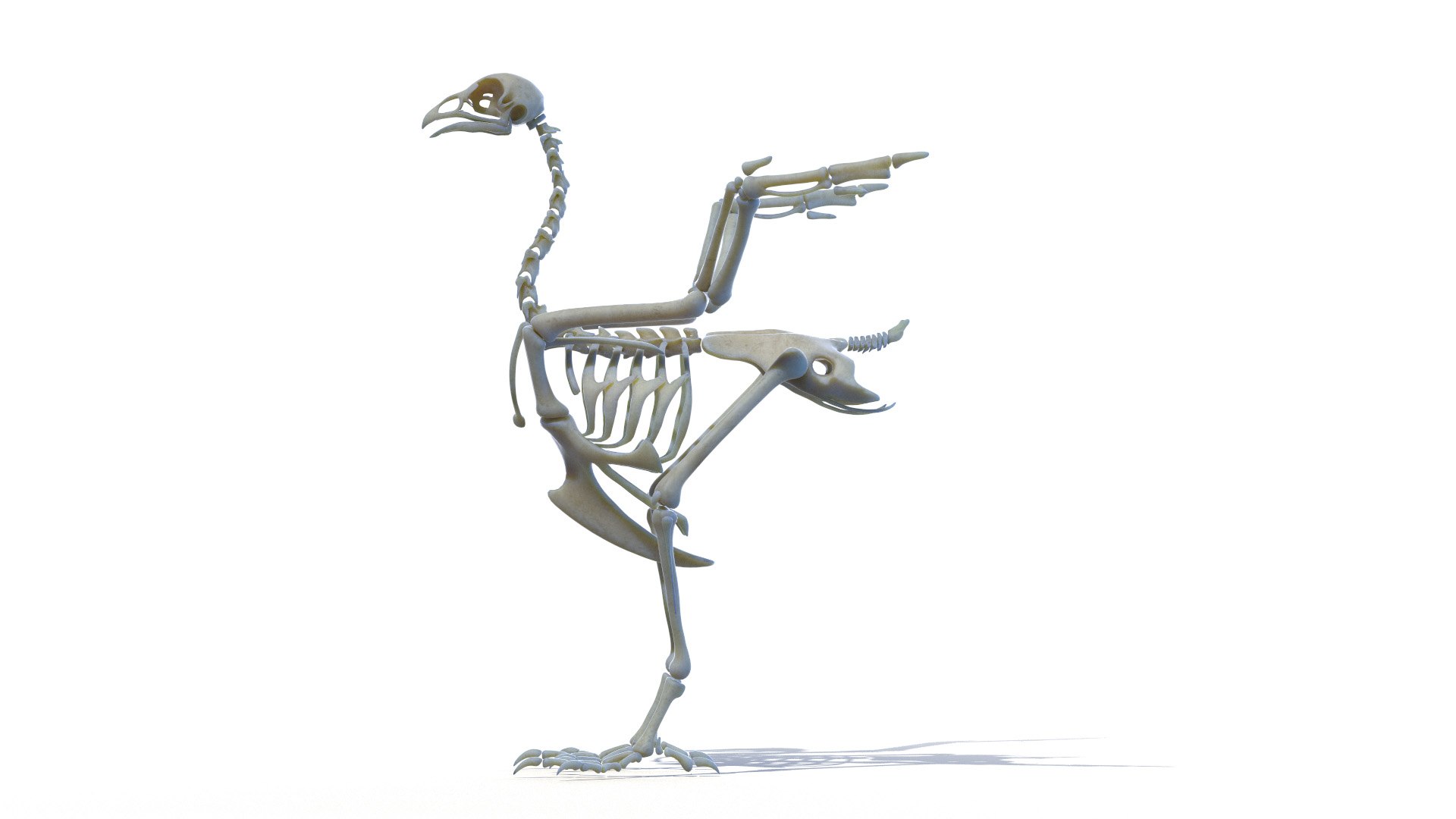 3D Chicken Body Skeleton and Nerves Static model - TurboSquid 1910899