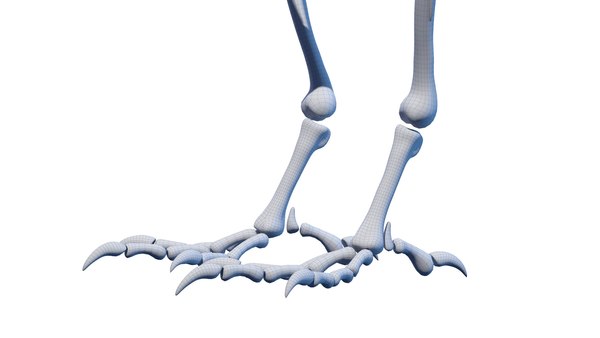 modelo 3d Esqueleto de cuerpo de pollo y nervios estáticos - TurboSquid ...