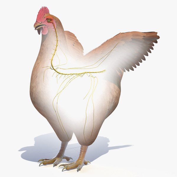 modelo 3d Esqueleto de cuerpo de pollo y nervios estáticos - TurboSquid ...