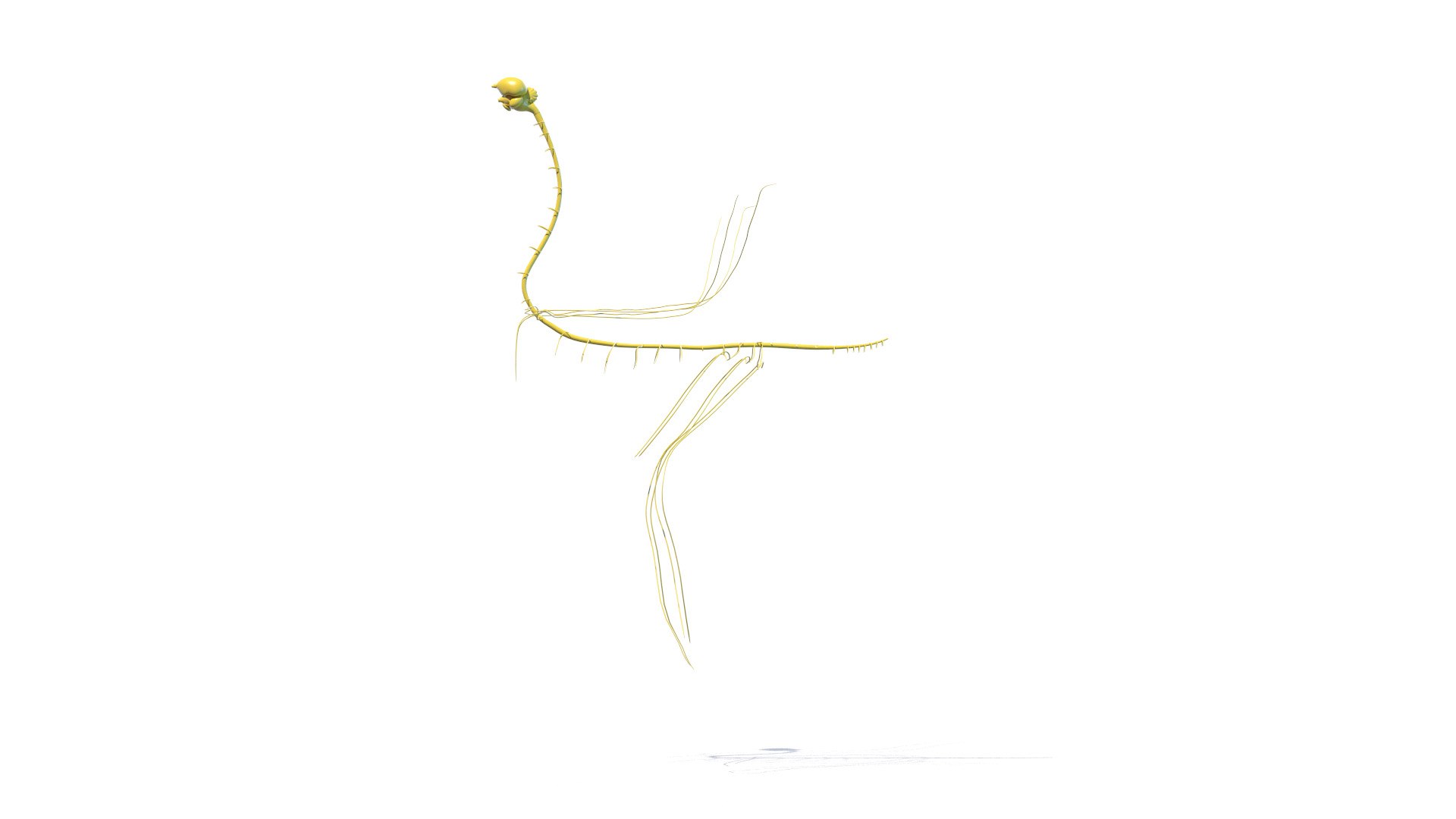 3D Chicken Body Skeleton and Nerves Static model - TurboSquid 1910899