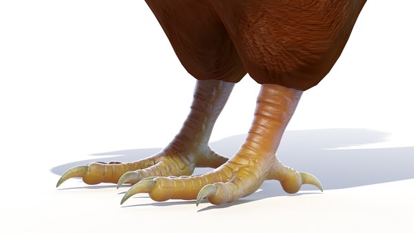 modelo 3d Esqueleto de cuerpo de pollo y nervios estáticos - TurboSquid ...