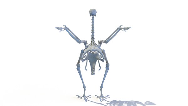 modelo 3d Esqueleto de cuerpo de pollo y nervios estáticos - TurboSquid ...