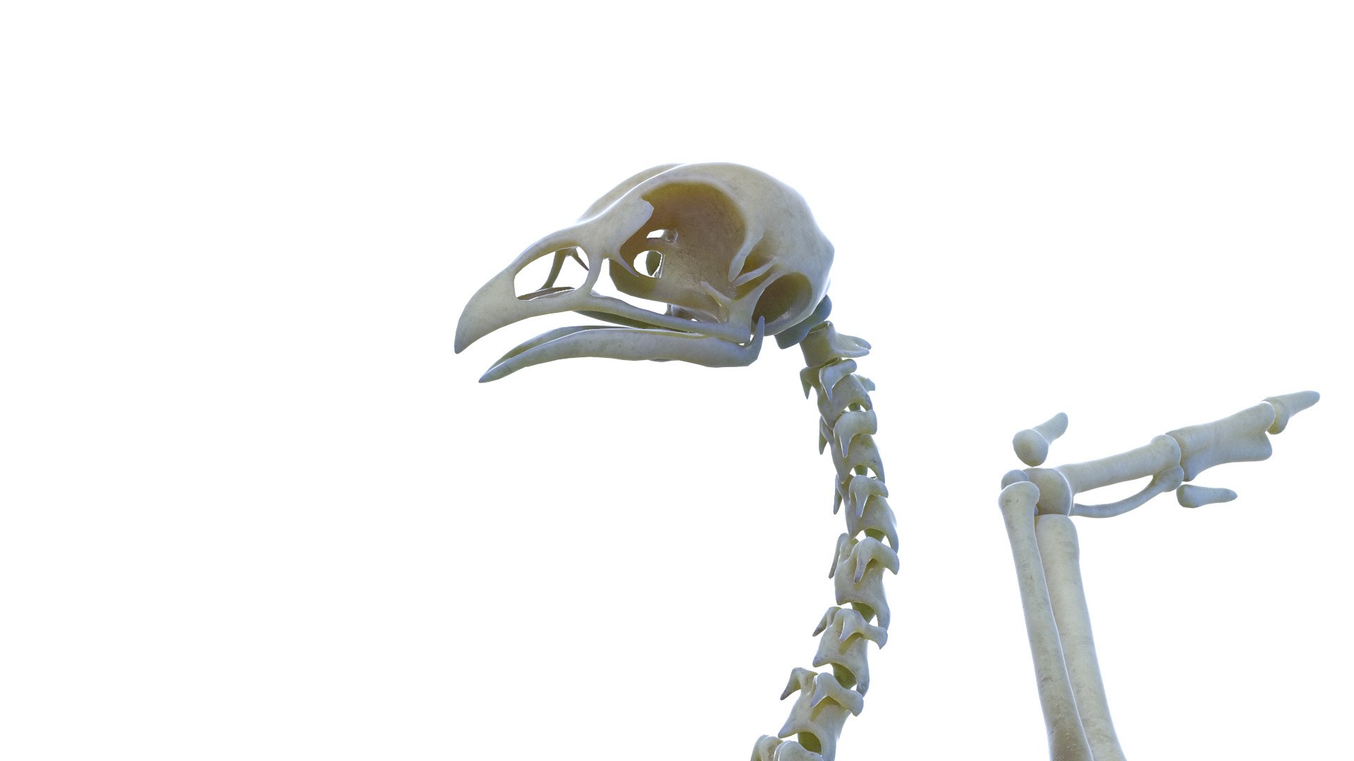 3D Chicken Body Skeleton and Nerves Static model - TurboSquid 1910899