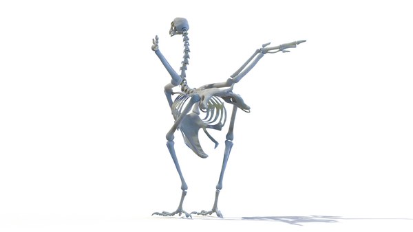modelo 3d Esqueleto de cuerpo de pollo y nervios estáticos - TurboSquid ...