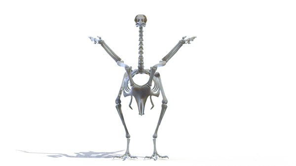 modelo 3d Esqueleto de cuerpo de pollo y nervios estáticos - TurboSquid ...