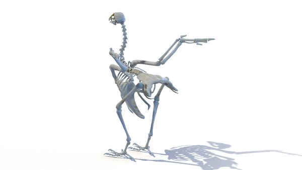 modelo 3d Esqueleto de cuerpo de pollo y nervios estáticos - TurboSquid ...