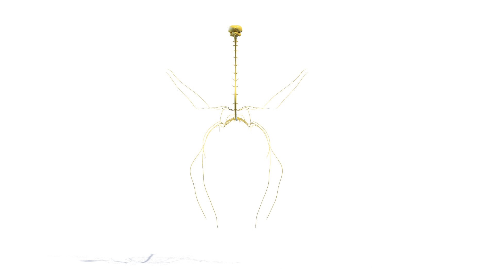 3D Chicken Body Skeleton and Nerves Static model - TurboSquid 1910899