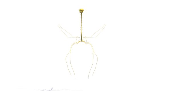 modelo 3d Esqueleto de cuerpo de pollo y nervios estáticos - TurboSquid ...