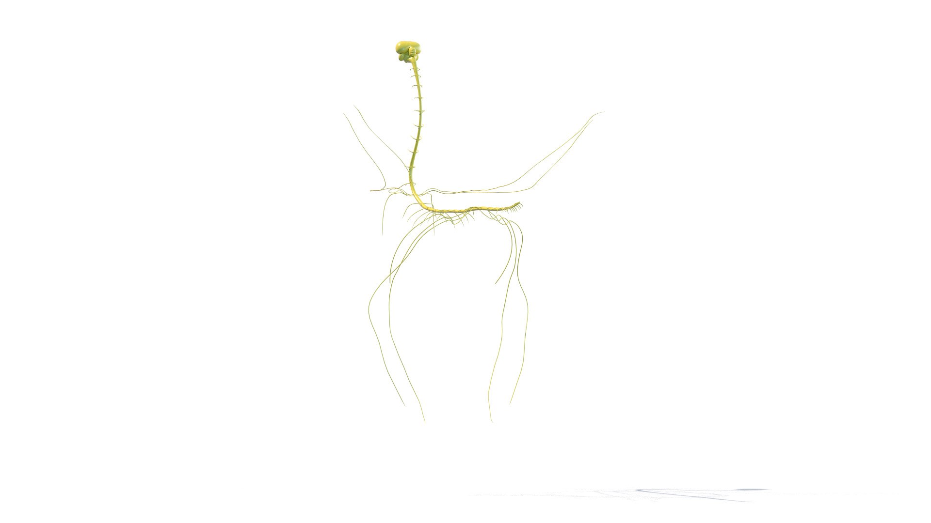 3D Chicken Body Skeleton and Nerves Static model - TurboSquid 1910899