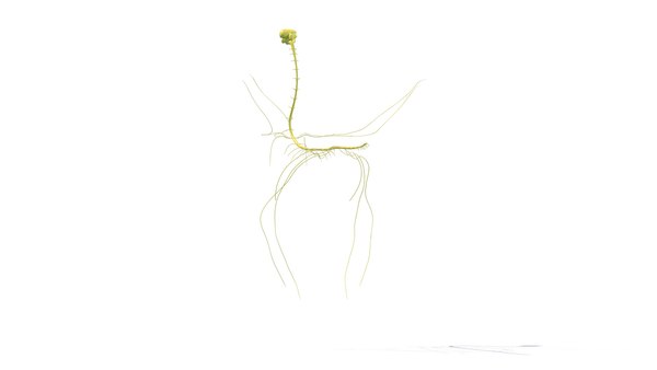 modelo 3d Esqueleto de cuerpo de pollo y nervios estáticos - TurboSquid ...