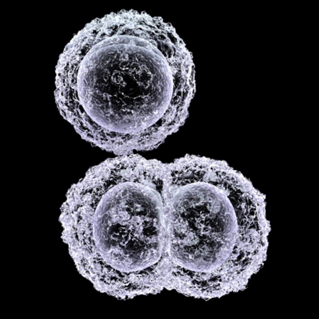 3d Staphylococcus Mrsa Model