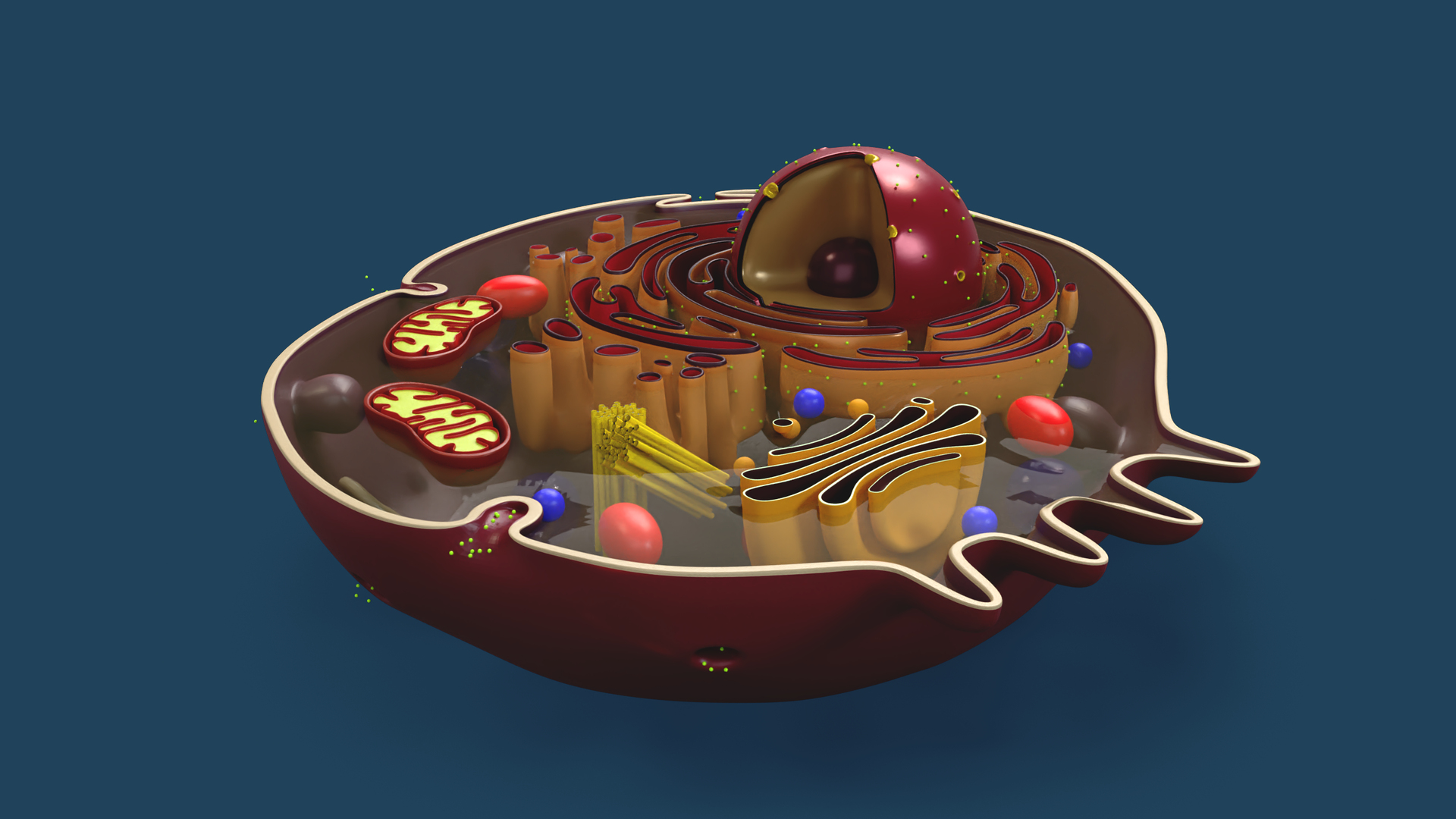 Animal Cell 3D Model - TurboSquid 2273203