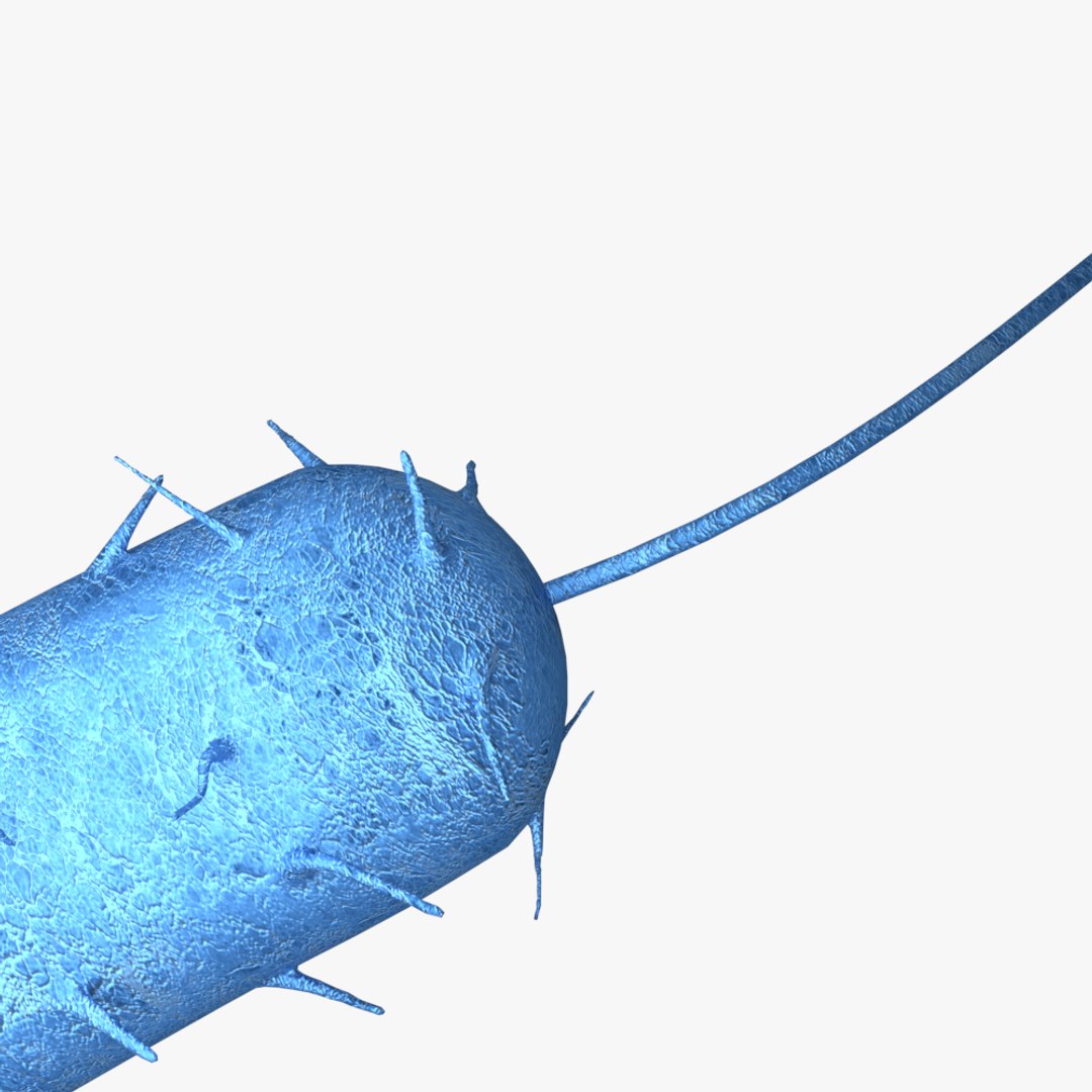 3D Bacteria | 1147629 | TurboSquid
