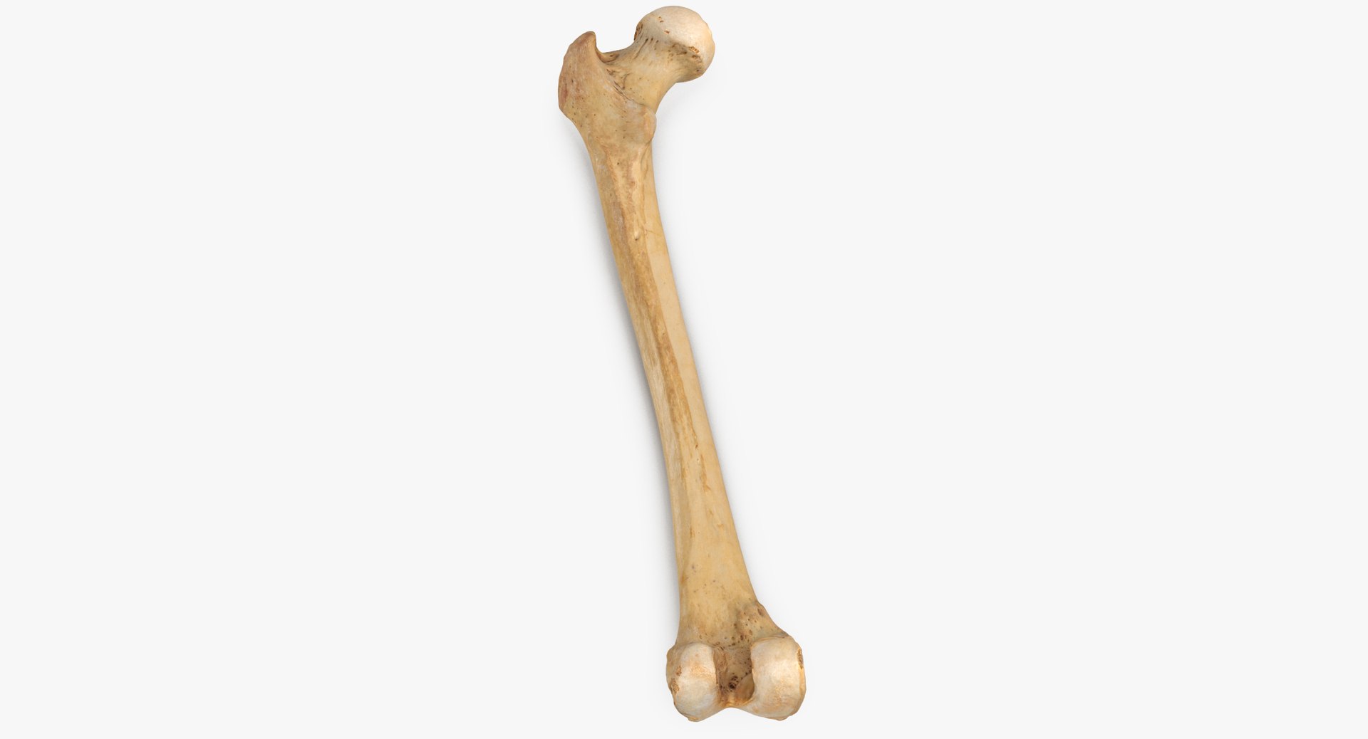 3D Human Femur Bone 01 - TurboSquid 1422265