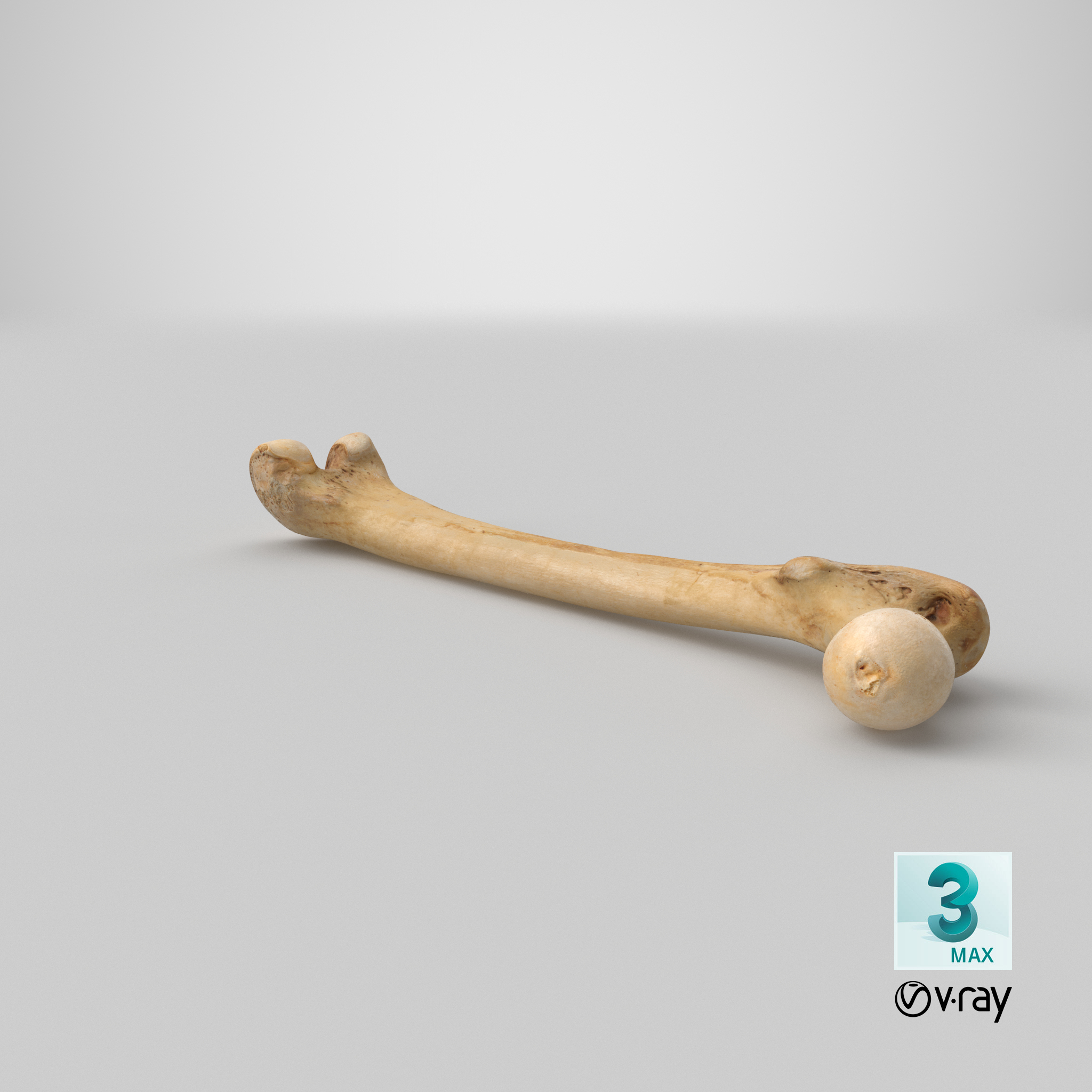 3D human femur bone 01 - TurboSquid 1422265