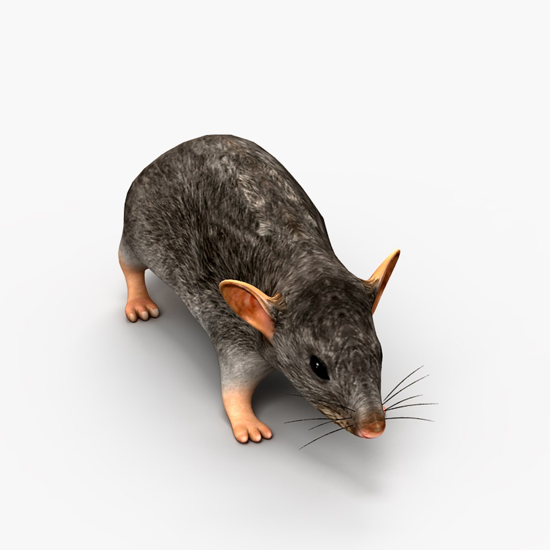 3d Model Rat Mouse
