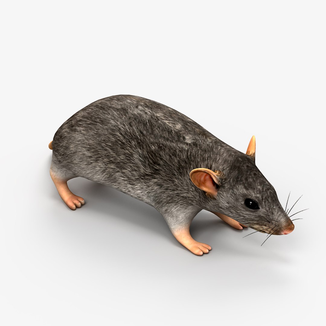 3d Model Rat Mouse
