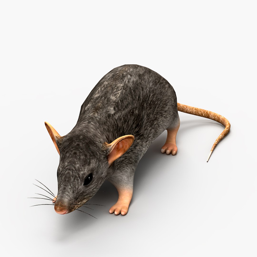 3d Model Rat Mouse