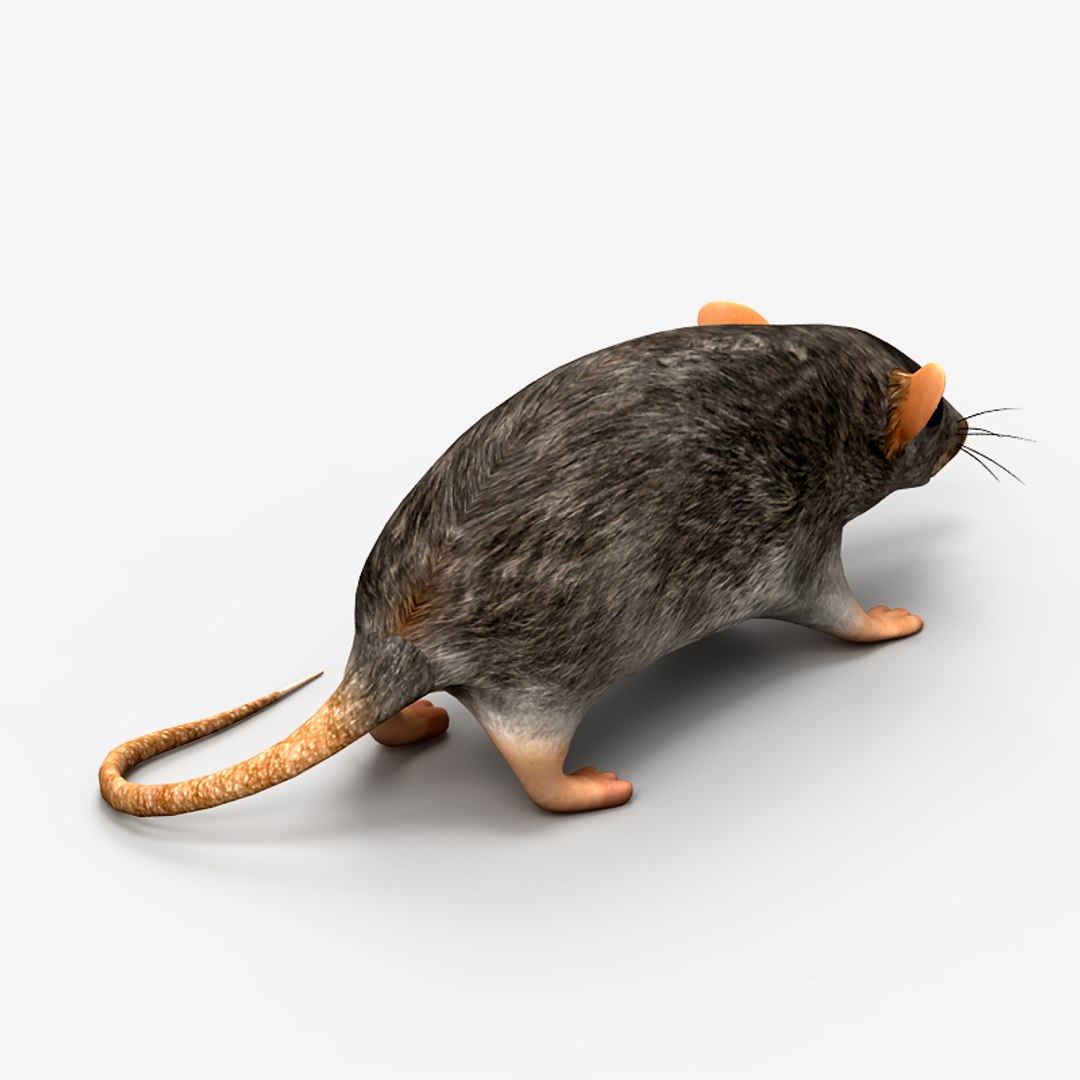 3d Model Rat Mouse