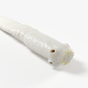 3D Tapeworm Models - Browse & Download Formats - TurboSquid