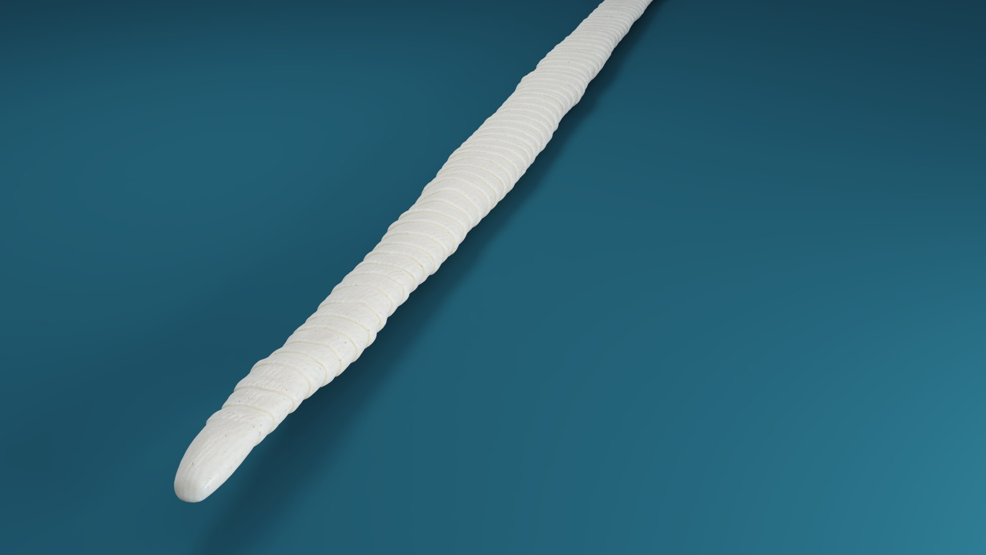 3D Tapeworm - TurboSquid 2253762