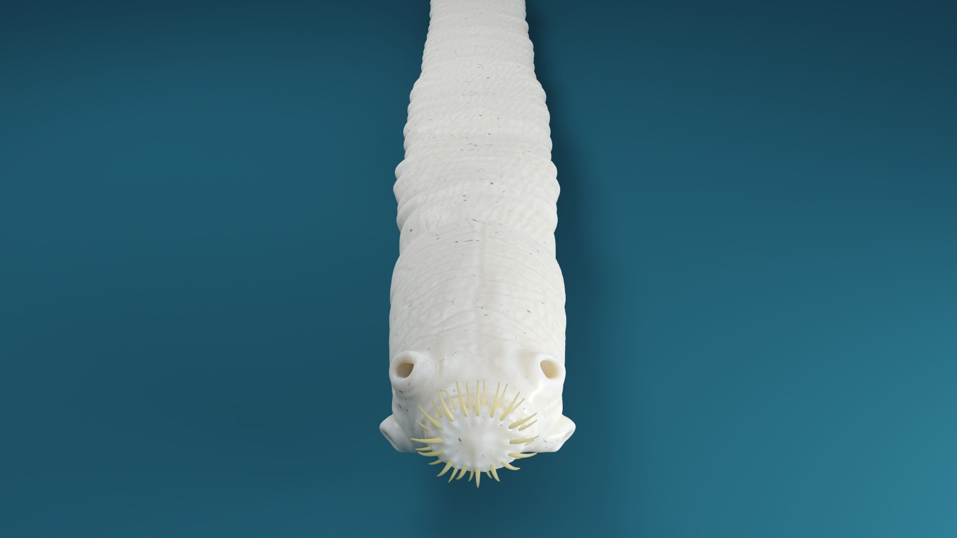 3D Tapeworm - TurboSquid 2253762