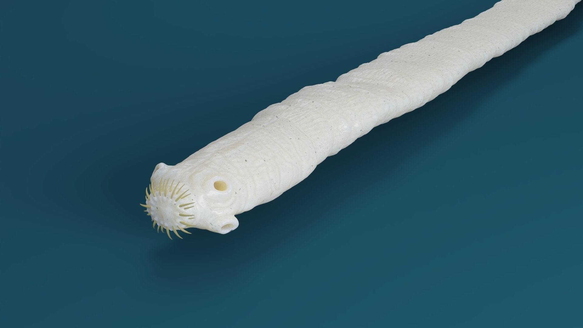 3D Tapeworm - TurboSquid 2253762