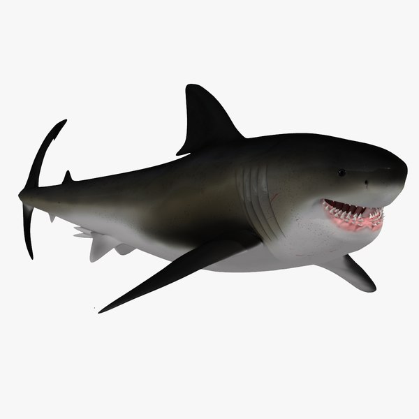 3D Megalodon Models | TurboSquid