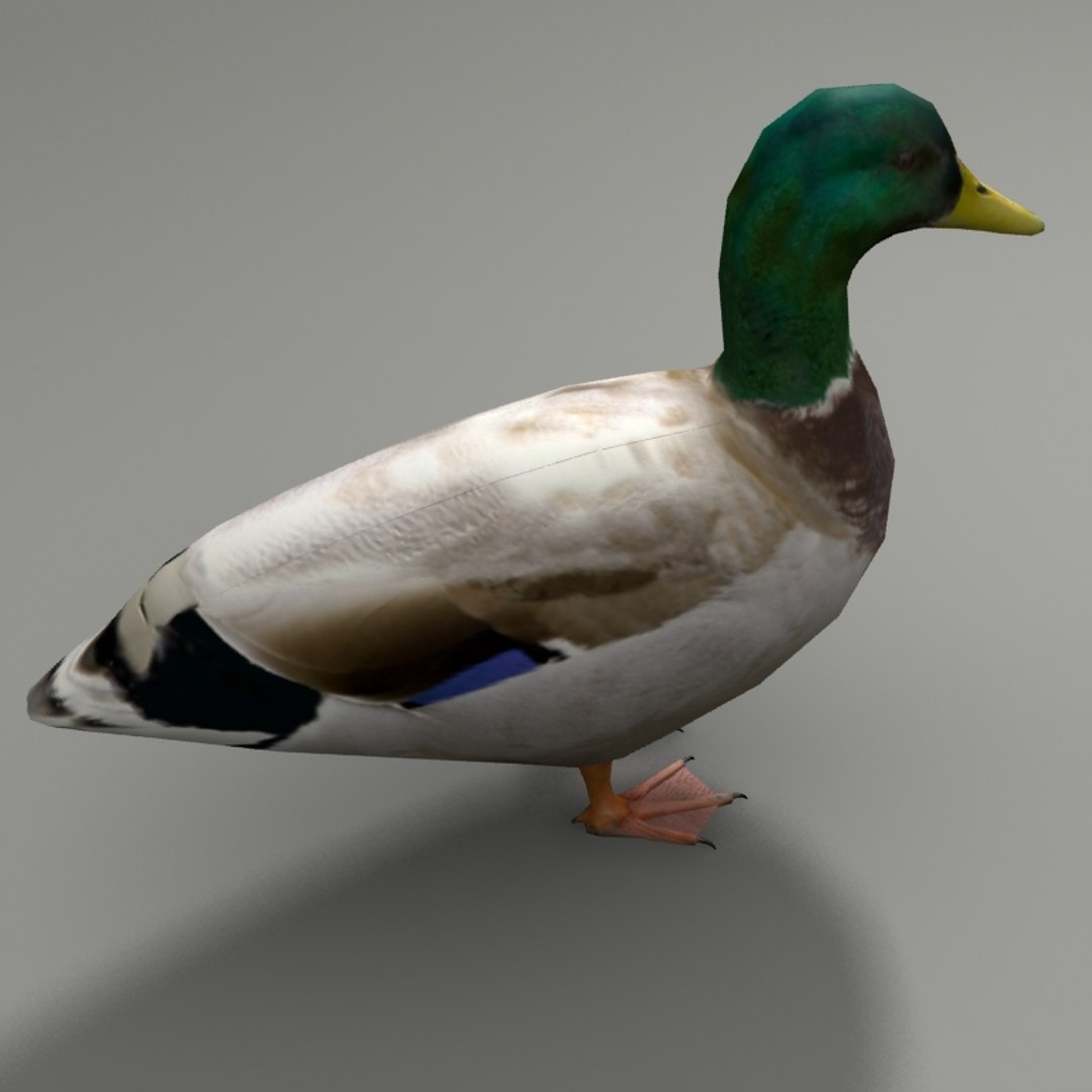 Mallard Duck Max