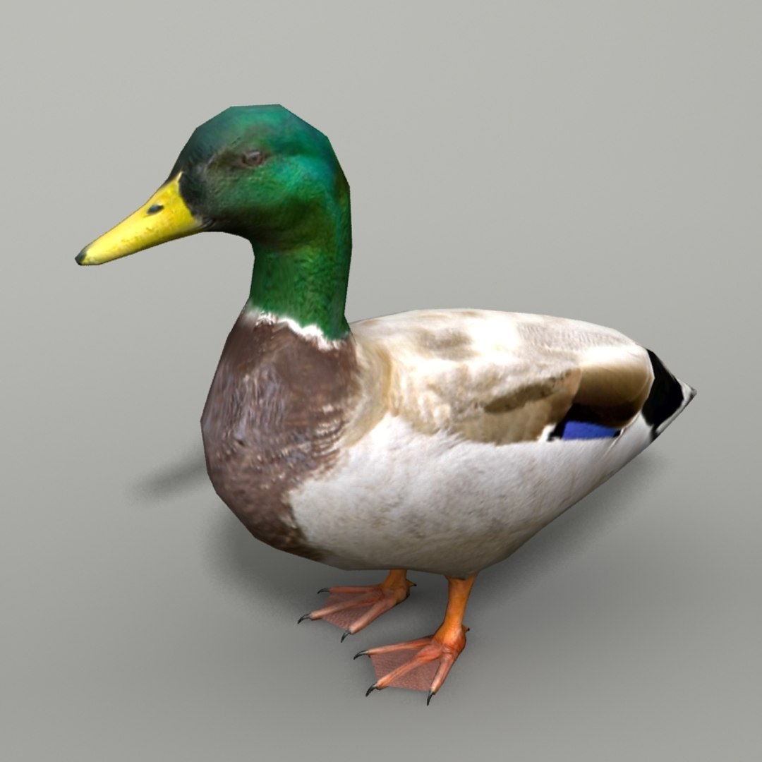 mallard duck max