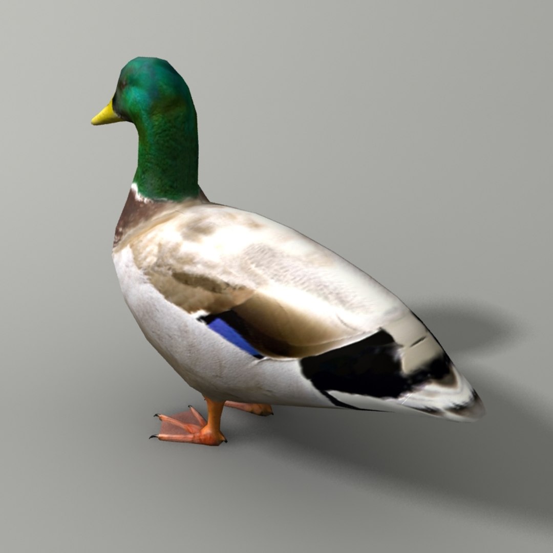 mallard duck max