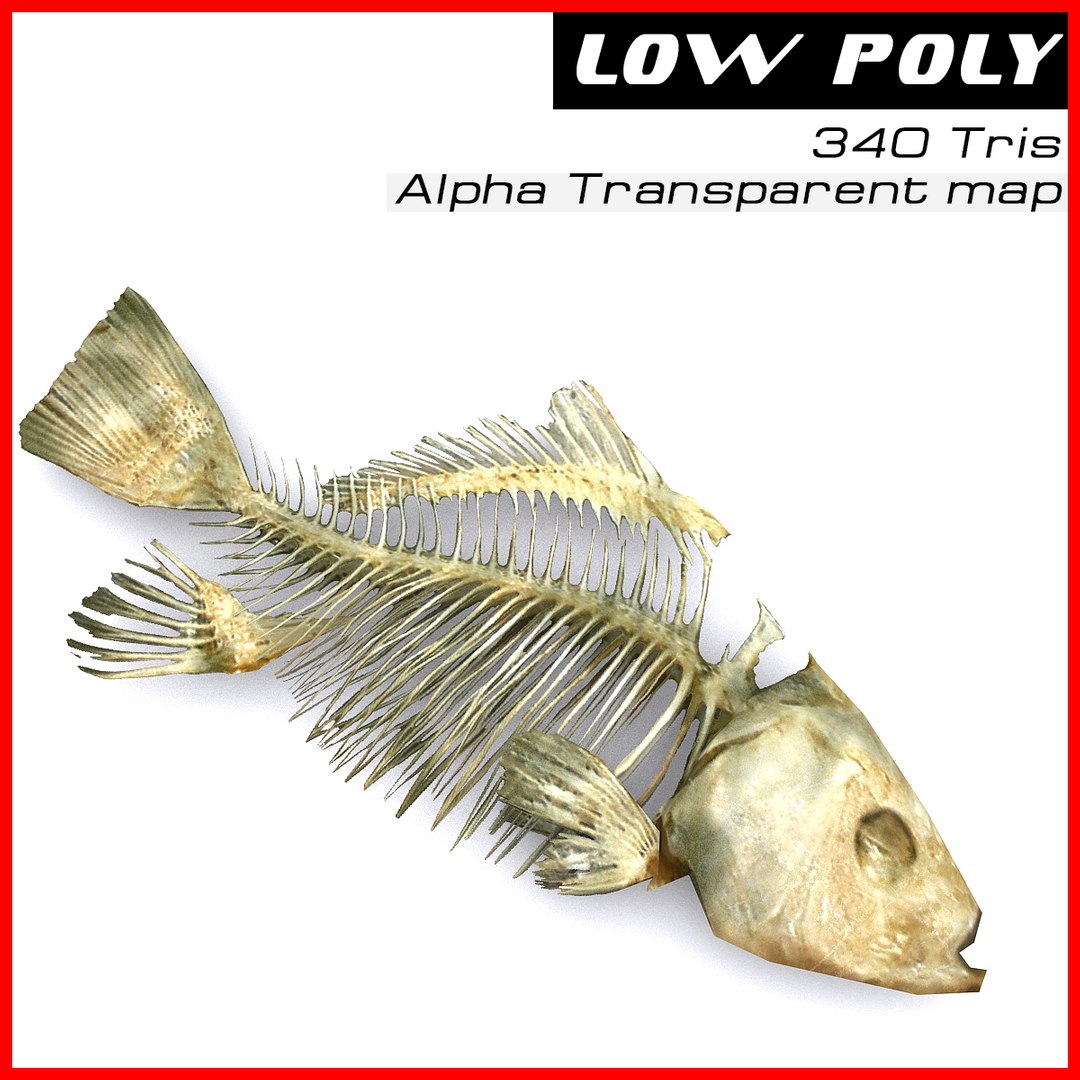 Fish Skeleton 3d Model