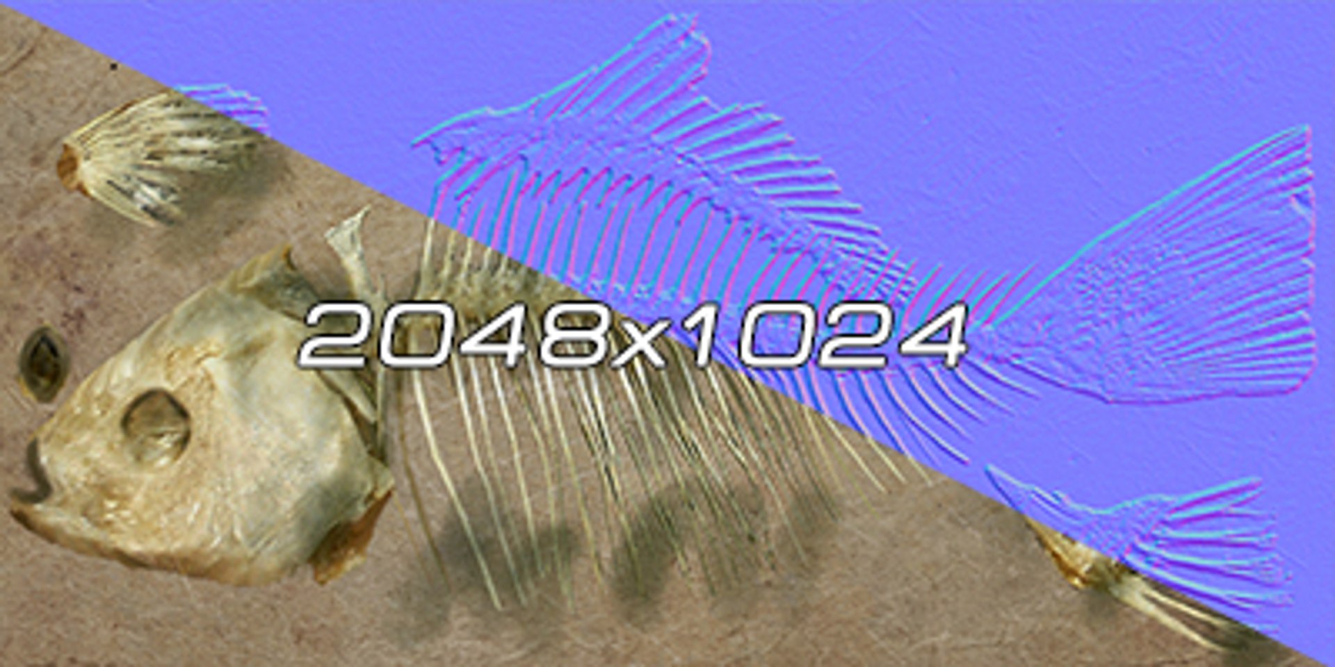 Fish Skeleton 3d Model