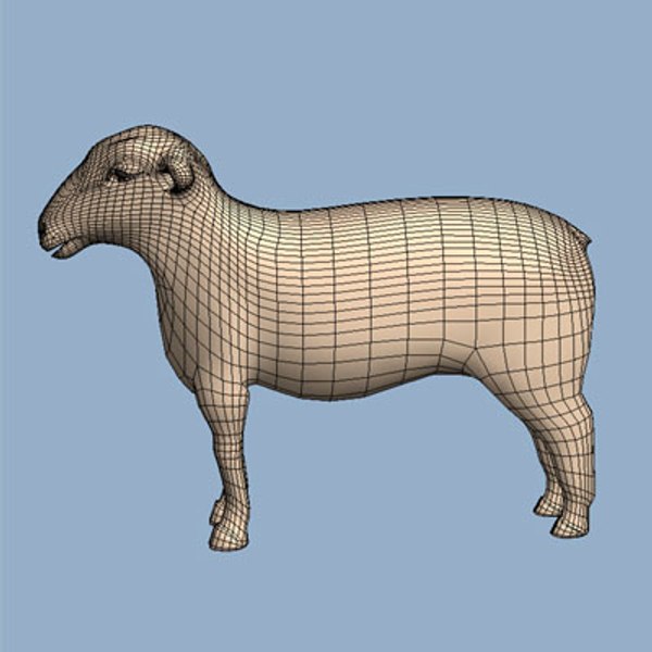 3d sheep model