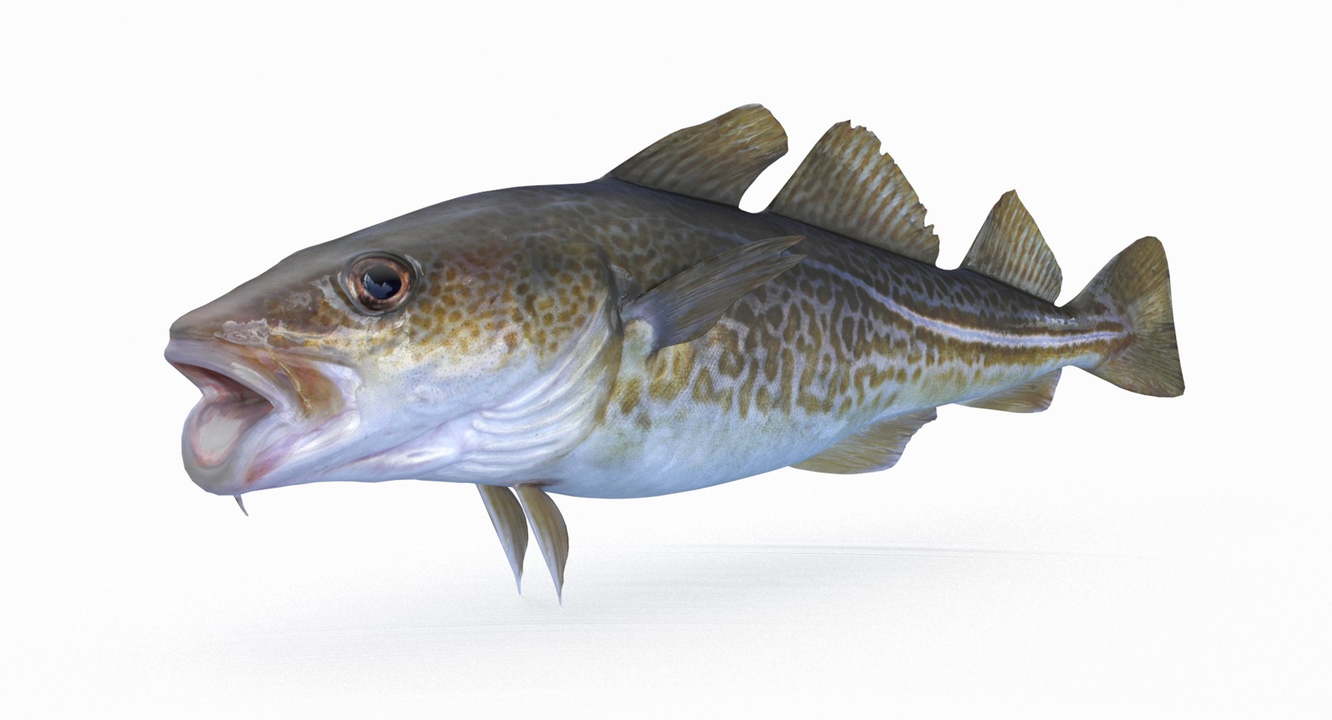 3D Cod Pbr Model - TurboSquid 1299571